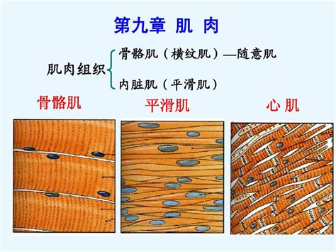第9章肌肉word文档在线阅读与下载免费文档