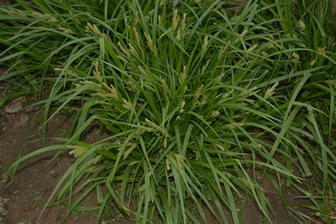 Осока Carex Picturethis