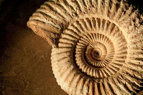 Searching For Life In 3 Billion Year Old Fossils Will We Know It When We See It Genetic