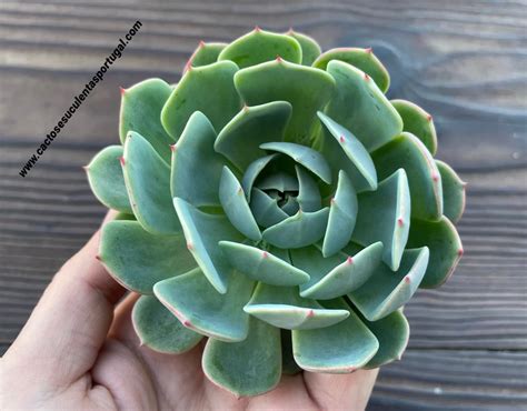 Echeveria Green Abalone