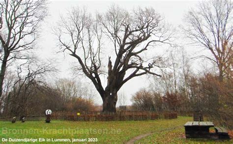 De Duizendjarige Eik En De Kapel Van De Beukeboom Lummen Limburg