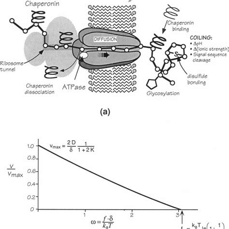 A Diffusion Of A Protein Through The Translocation Pore Depends On