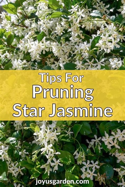 Pruning Star Jasmine When And How To Do It Artofit