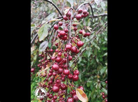 Latvijas Stādi Malus × Purpurea Pendula Purpura ābele šķirne