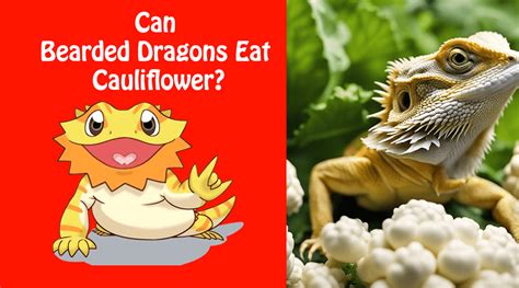 What Can Bearded Dragons Eat Cauliflower At Levi Skipper Blog