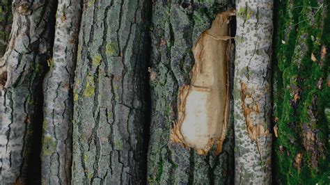 Community Insights On Osapeers How To Comply With Eudr