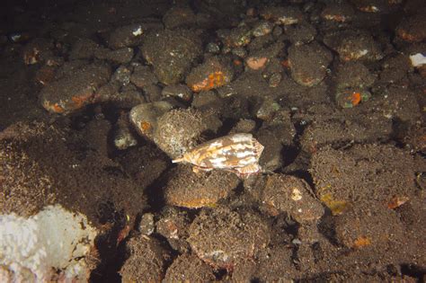 Cone Snail Facts Masters Of Shell And Sting Animals Discovered