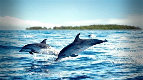 돌고래 떼 꿈 해몽 7가지 노는 나오는 보는 만나는 따라가는