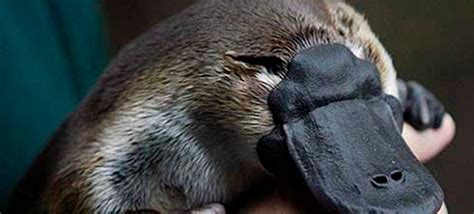 El Ornitorrinco Esta Cerca De Extinguirse Actualidad Los40 México