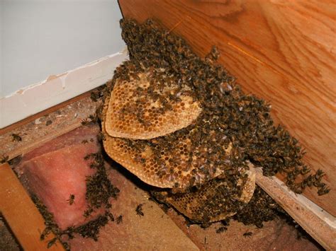 24 Facts About Bug Infestations