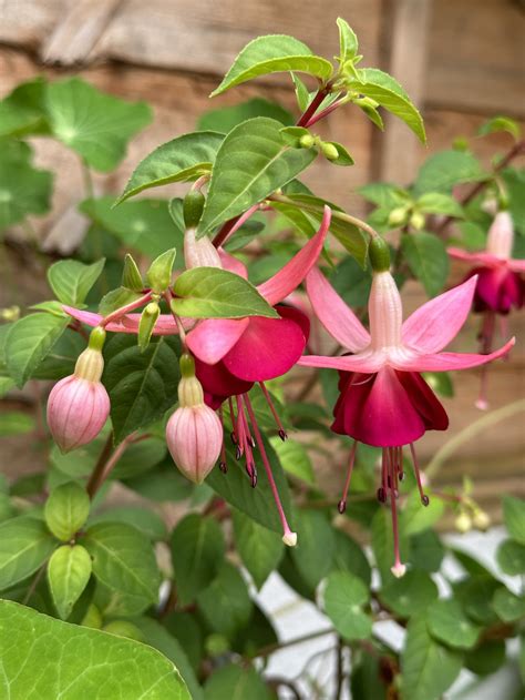 How To Take Fuchsia Cuttings — Meadowlark Journal