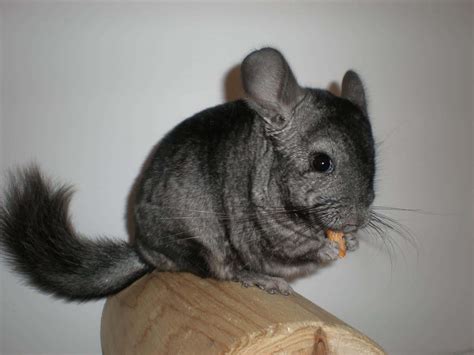 Chinchilla Pictures