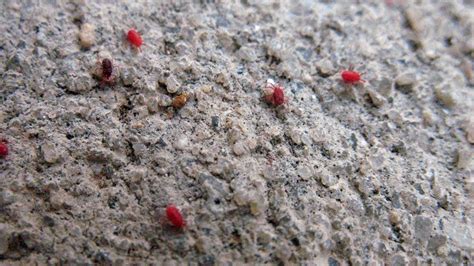 Tiny Red Bugs In Cement Identification Causes And Removal Tips