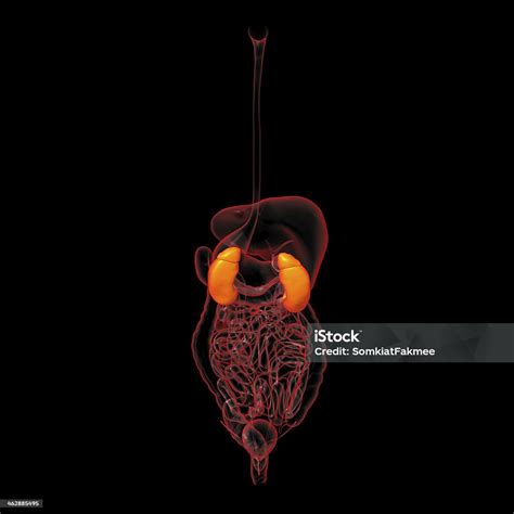 3 D 렌더링됨 일러스트 신장 과학에 대한 스톡 사진 및 기타 이미지 과학 남자 디지털 생성 이미지 Istock