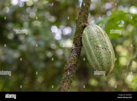 Cacao Chocolate Theobroma Cacao Plant With Ripening Seed Pod Costa