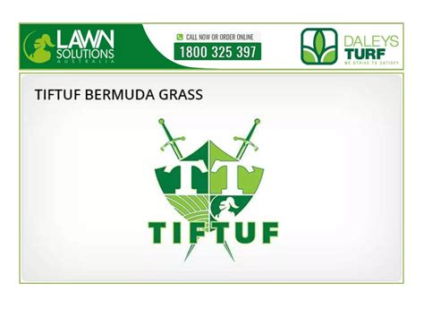 Tiftuf Bermuda Grass By Au