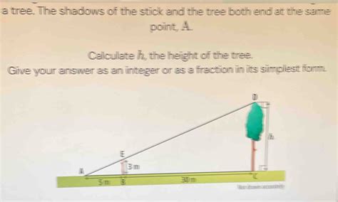 Solved A Tree The Shadows Of The Stick And The Tree Both End At The