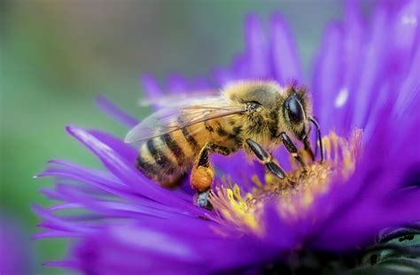 Proteins To Determine Bee Sex