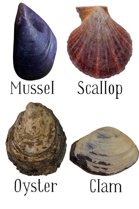 Common Seashells Of The Oregon Coast Identification Guide