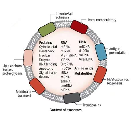 Exosomes Used In Drug Delivery Cd Bioparticles