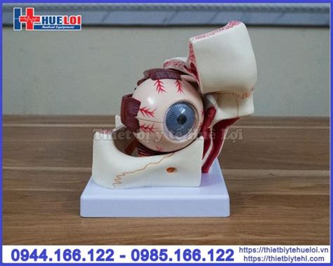 Mô Hình Giải Phẫu Mắt Người Thiết Bị Y Tế Huê Lợi