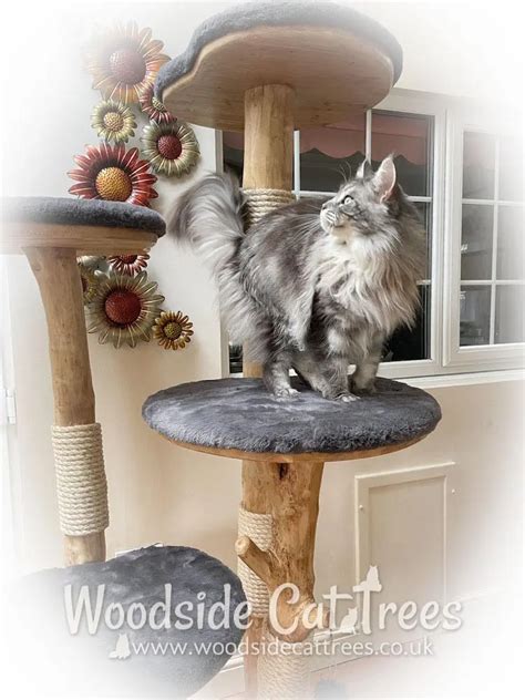 Maine Coon Cat Trees Ct72s Heavy Duty Gothic Cat Tree 72 Inch Sturdy