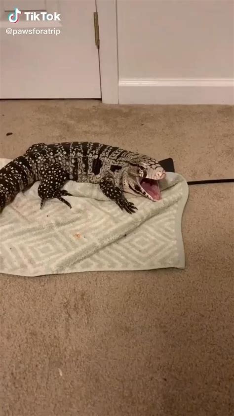Pin By Tonya Conner On Tegu Cute Wild Animals Cute Reptiles Cute