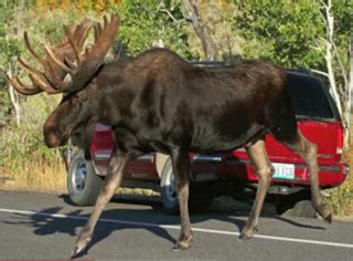 Moose Size Comparison To Humans