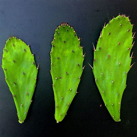 Nopal Cactus Aka Prickly Pear Cactus
