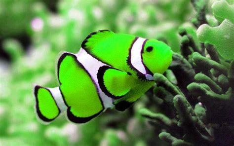 Green Clown Fish in Aquarium