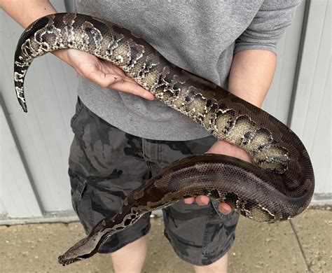 Python Curtus Sumatran Short Tail Python 2 Pytcurtus2