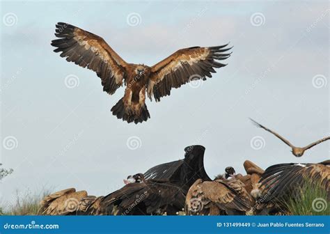 Griffon Vulture Flies Over A Group Stock Image Image Of Dead Branch