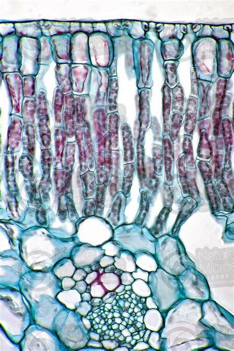 Nymphaea Sp Water Lily Leaf Transverse Section 500x Leaf