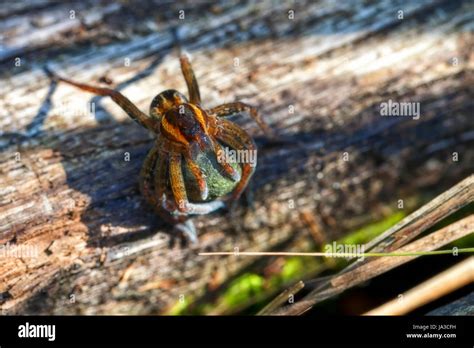 Spider Cocoon Legs Leaf Macro Close Up Macro Admission Close Up