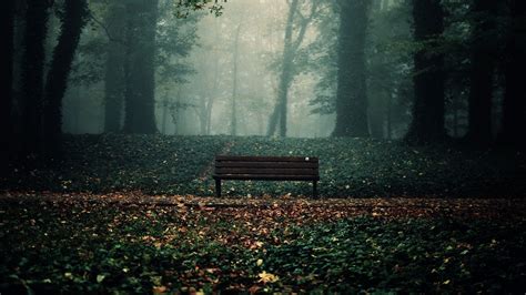 Photography Forest Leaves Chill Out Wallpapers HD Desktop And Mobile Backgrounds