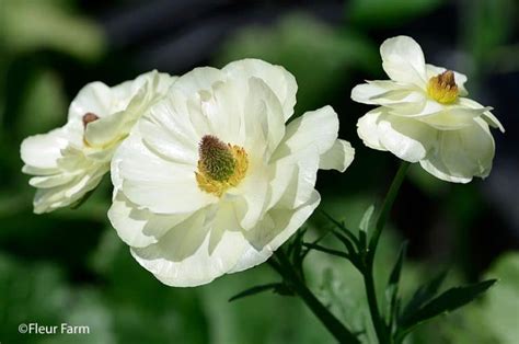 Butterfly Graces Ranunculus Long Lasting Blooms Fleur Farm