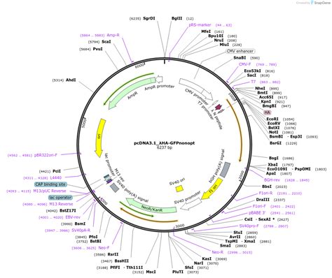 Addgene Pcdna3 1 λha Gfpnonopt