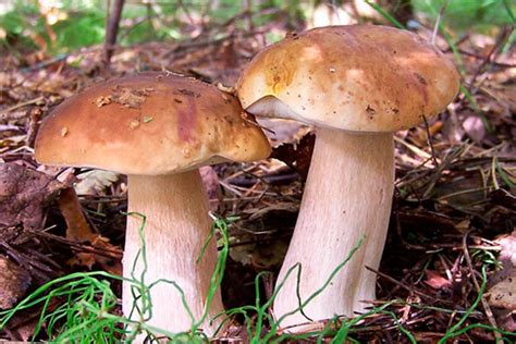 Белый гриб берёзовый - AgroFlora.ru