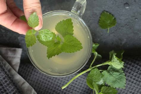 Lemon Balm Vs Mint 7 Herb Differences You Should Know Simplybeyondherbs