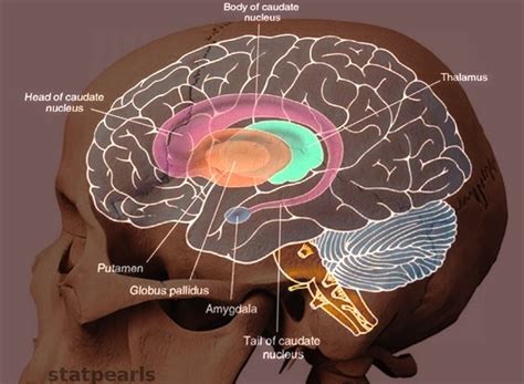 Caudate Nucleus And Thalamus