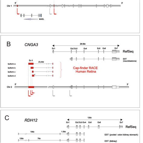 Schematic Gene Structure Of 3 Analysed Genes Schema Of The Refseq Download Scientific Diagram