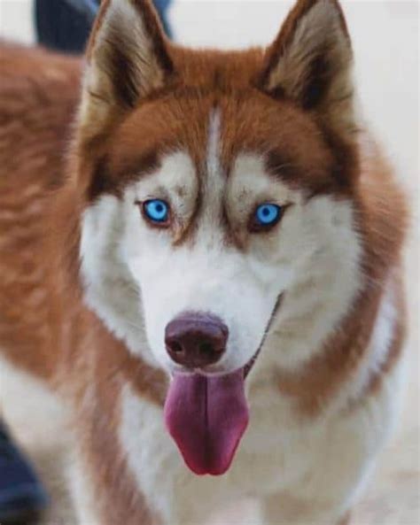 Siberian Husky Paint By Numbers - Numeral Paint Kit