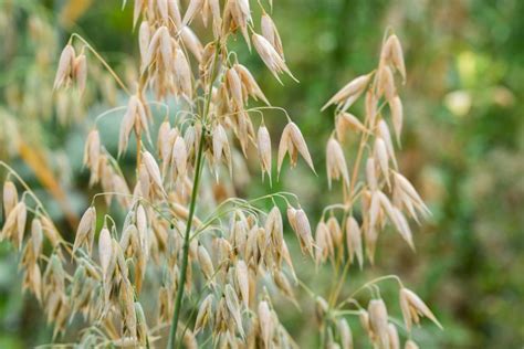 Avena Sativa Propriétés Bienfaits Et Applications En Phytothérapie