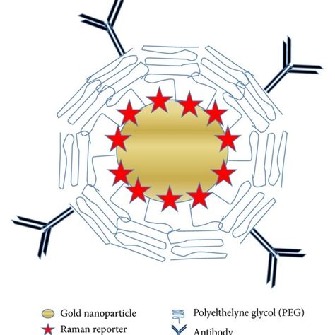 An Illustration Of An Extrinsic Sers Nanoparticle For Targeting Of A Download Scientific
