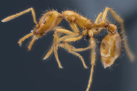 Ant Species Given First Gender Neutral Scientific Name New Scientist