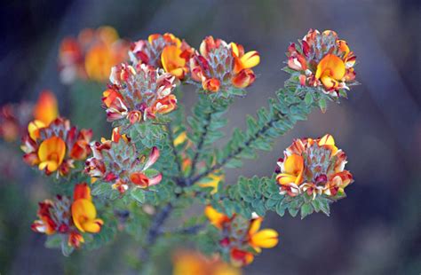 호주 토착 화 환 부시 완두콩 꽃 Pultenaea Tuberculata 가족 Fabaceae 작은 말리 화재 흔적 로얄 국립