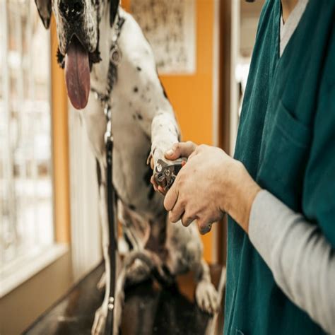 How To Prevent Lick Granuloma In Dogs What You Should Know Petazon