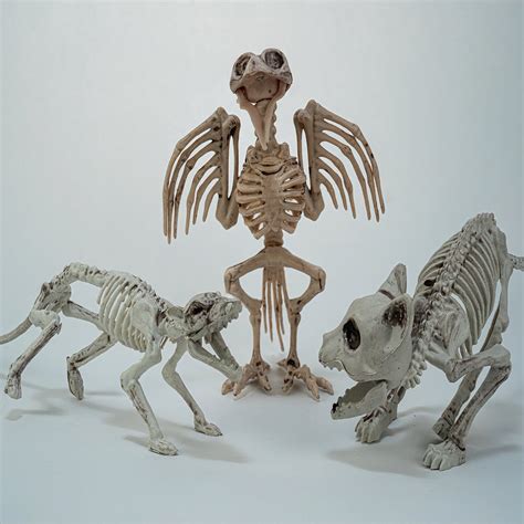 Tiny Skeleton Collection L Popfun Funlittletoys