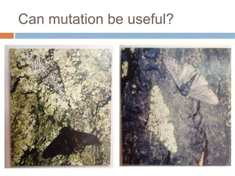 Variation And Evolution Pptx