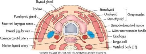 Thyroidparathyroid Path Flashcards Quizlet